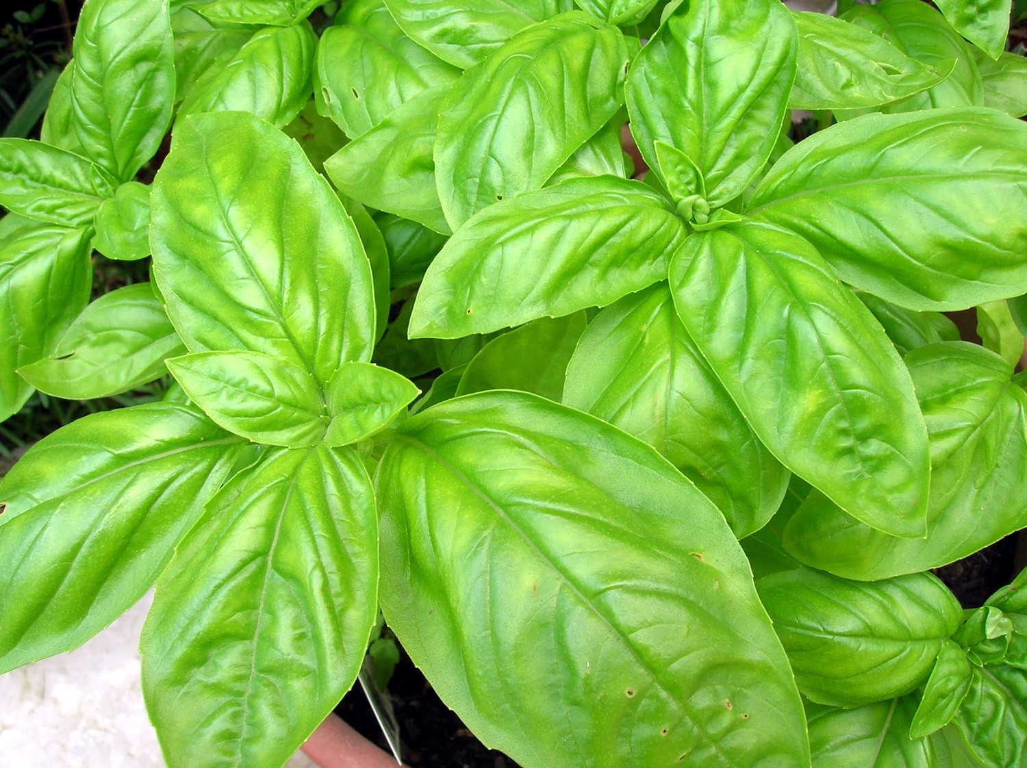 Italian Large Leaf Basil Seeds GreenMyLife Anyone Can Garden