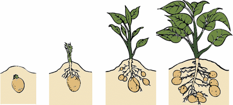 Guide on Growing Potatoes - GreenMyLife - Anyone can Garden