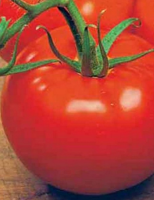 Tomato Ace 55 Seeds Packet Craft Supplies & Tools Gardening & Plants ...